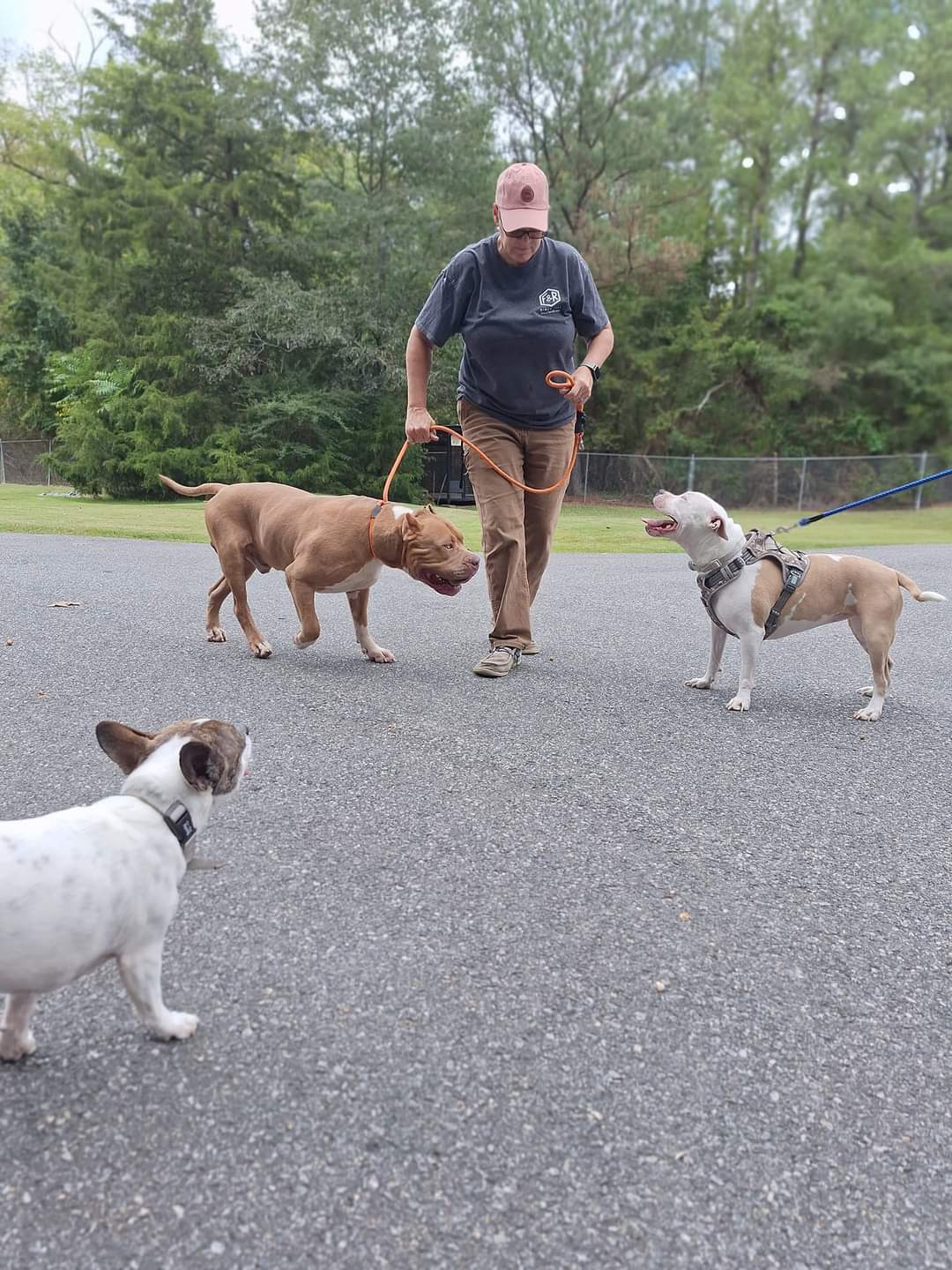 Dog for Adoption - Walter at Caroline County Animal Shelter, a Terrier ...