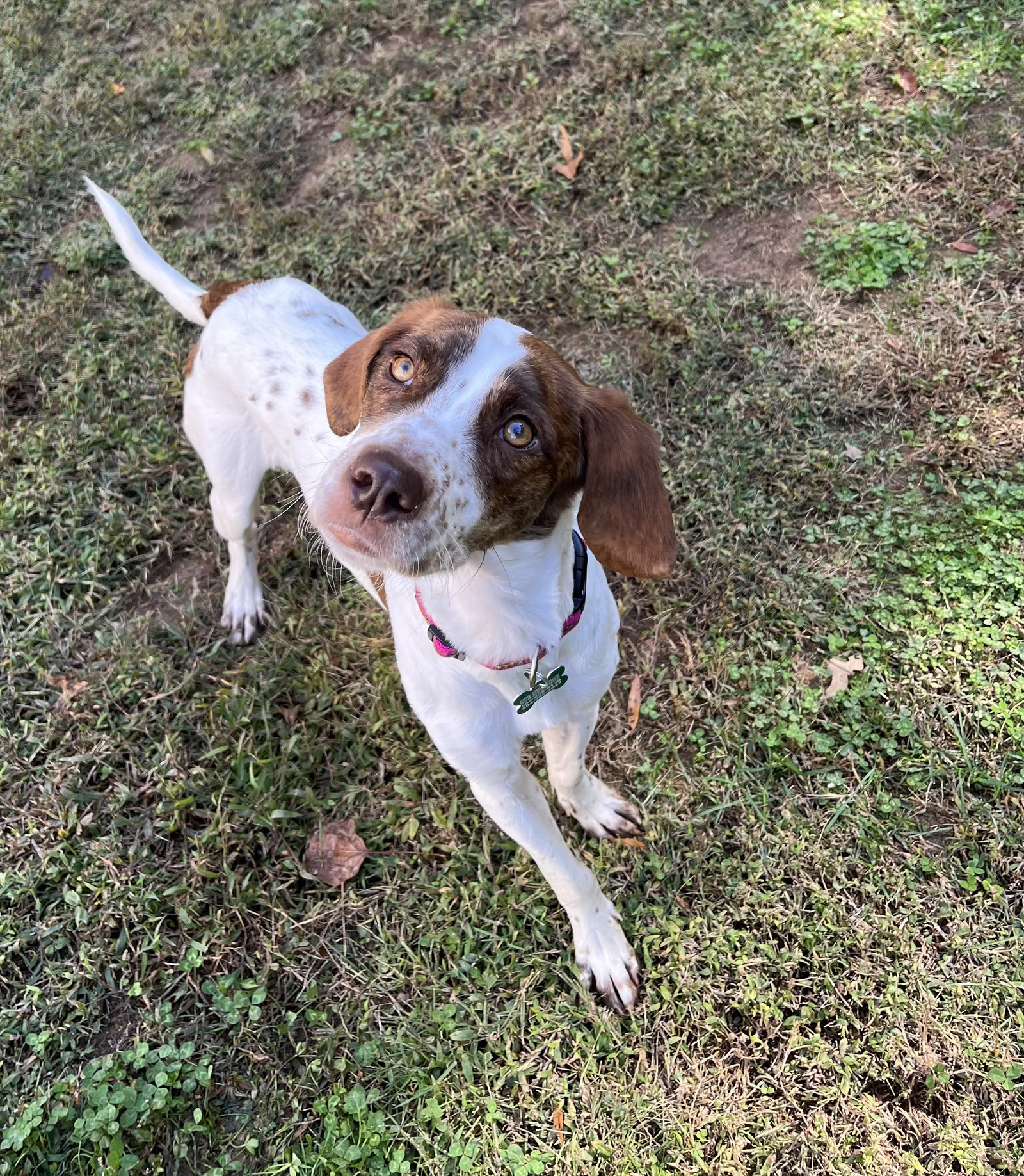 Dog for Adoption - Scout, a German Shorthaired Pointer in City Of ...