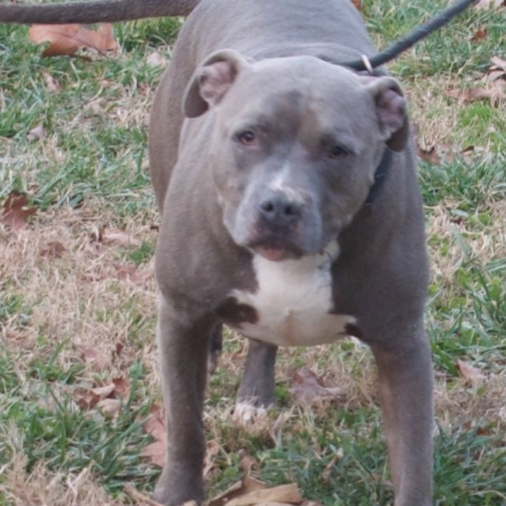 Dog for Adoption - Ziva in Gloucester VA, a Pit Bull Terrier in Hanover ...