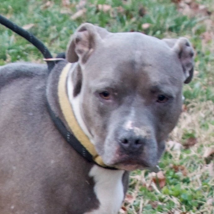Dog for Adoption - Ziva in Gloucester VA, a Pit Bull Terrier in ...