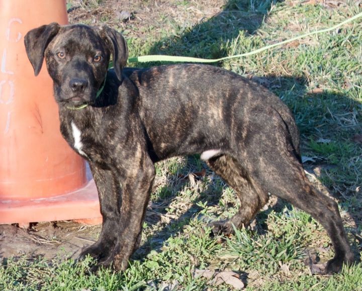 Dog for Adoption - Compass in Gloucester VA, a Pit Bull Terrier in ...