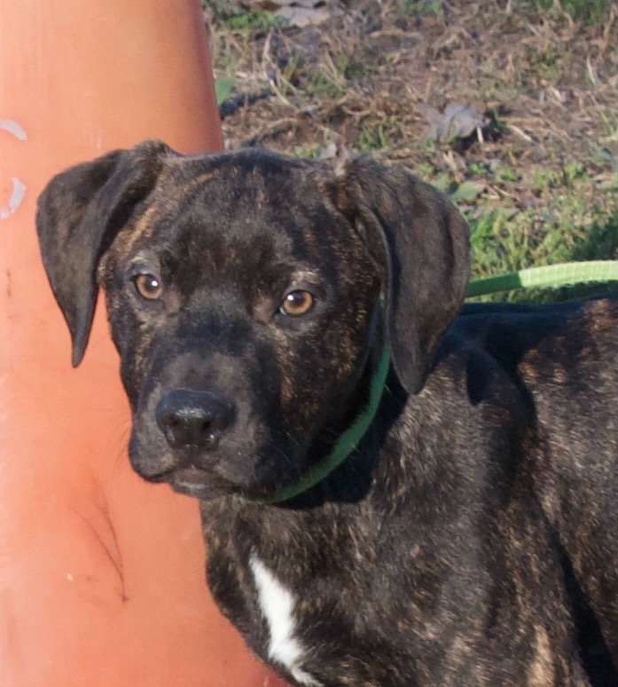 Dog for Adoption - Compass in Gloucester VA, a Pit Bull Terrier in ...