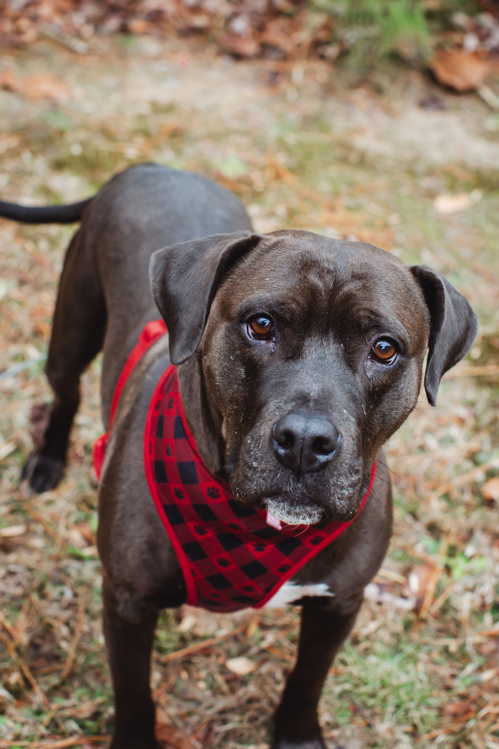 Dog for Adoption - Capri aka Rooster, a Pit Bull Terrier in Goochland ...