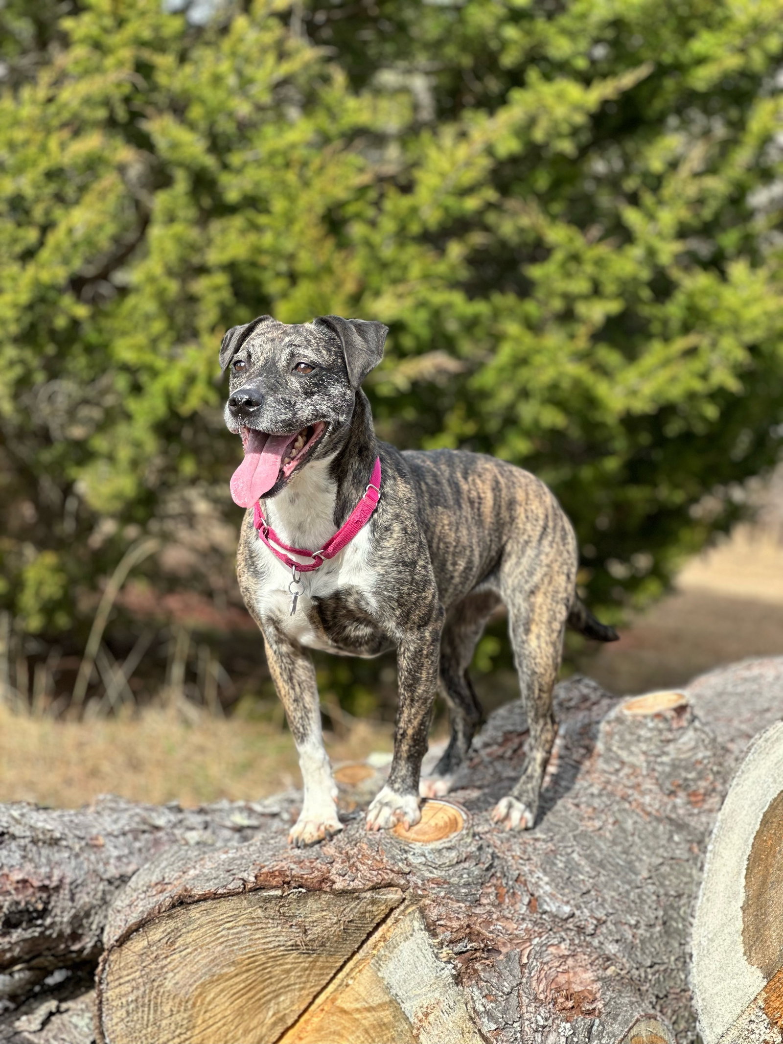 Dog for Adoption - Princess, a Pit Bull Terrier in Sandston, VA | Alpha Paw