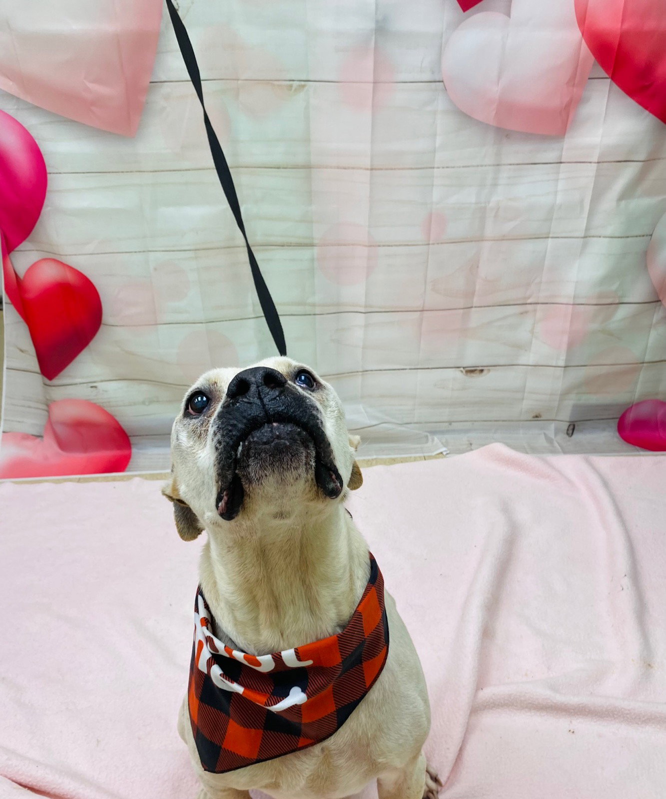 Dog for Adoption - Barnaby in Martinsville VA, a Pit Bull Terrier in ...