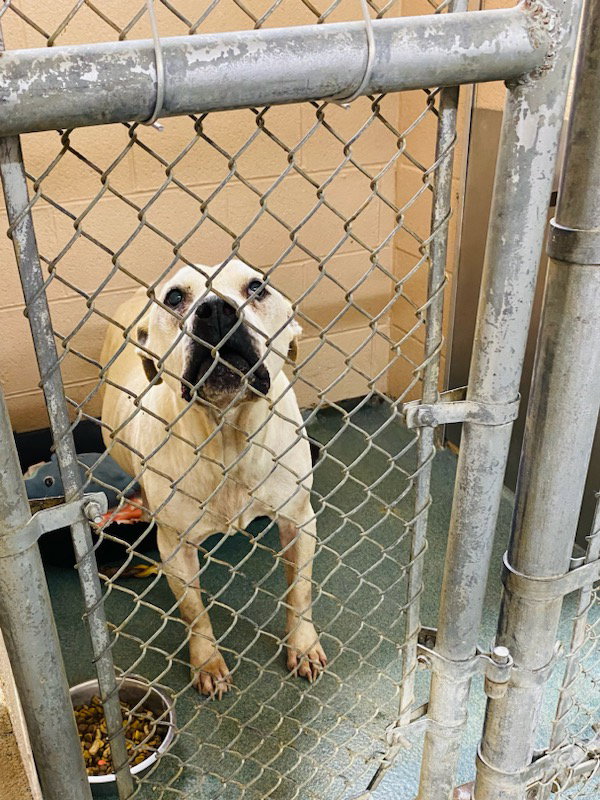 Dog for Adoption - Barnaby in Martinsville VA, a Pit Bull Terrier in ...