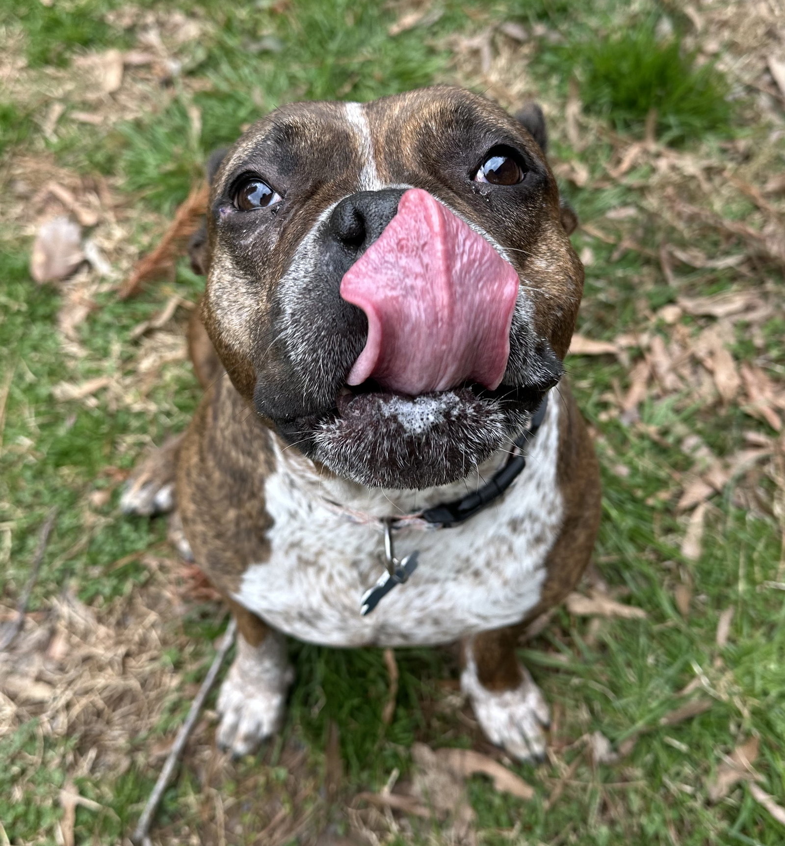 Dog for Adoption - Alpha Alpha, a Staffordshire Bull Terrier in ...