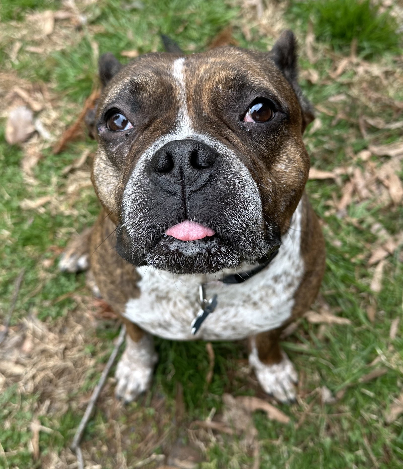 Dog for Adoption - Alpha Alpha, a Staffordshire Bull Terrier in ...