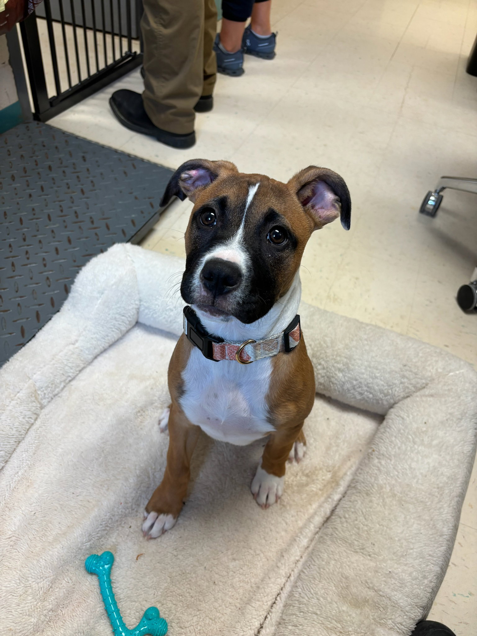 Adopt a Pit Bull in Richmond Virginia - Ring Dog Rescue