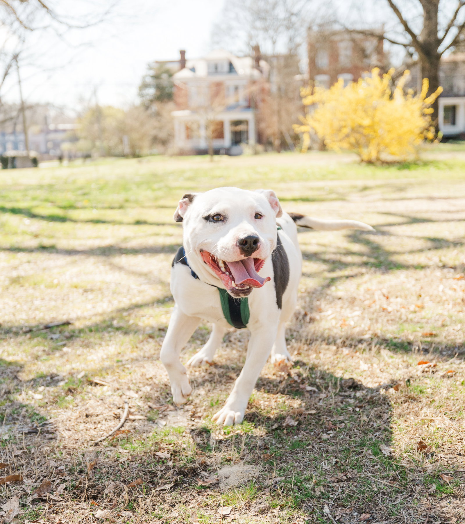 Dog for Adoption - Dairy in Petersburg VA, a Pit Bull Terrier in ...