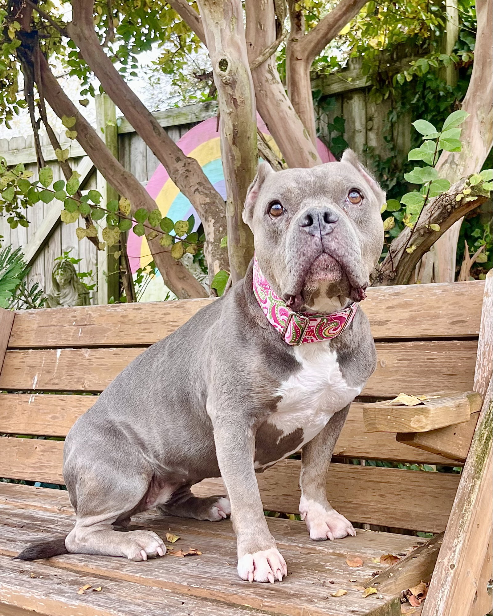 Dog adoption in Henrico, VA 23228: Pit Bull Terrier Dog "Winnie"