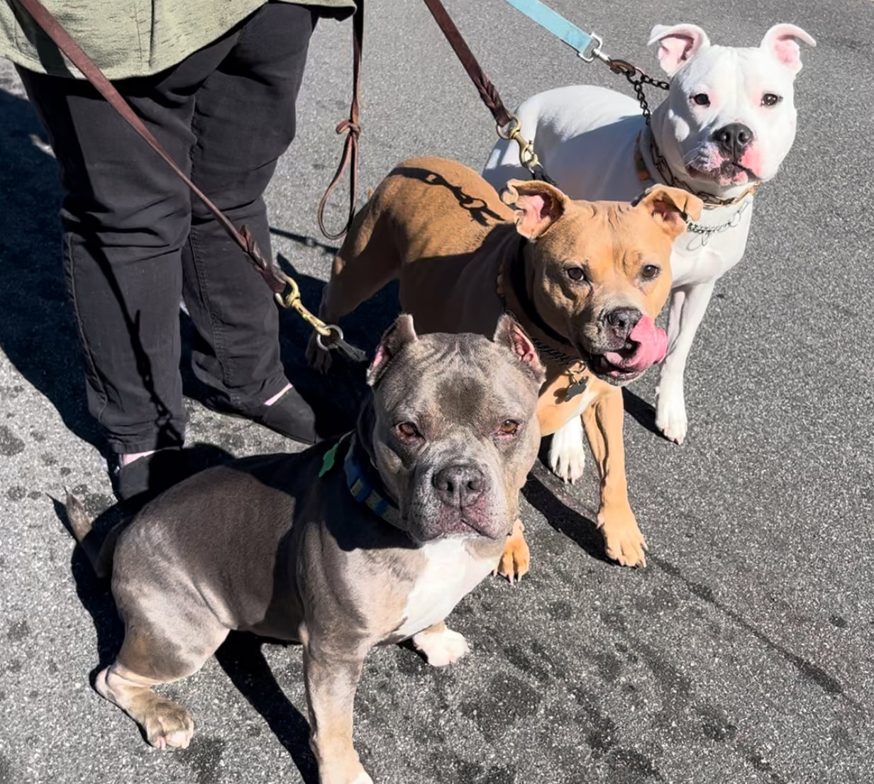 Adopt a Pit Bull in Richmond Virginia - Ring Dog Rescue