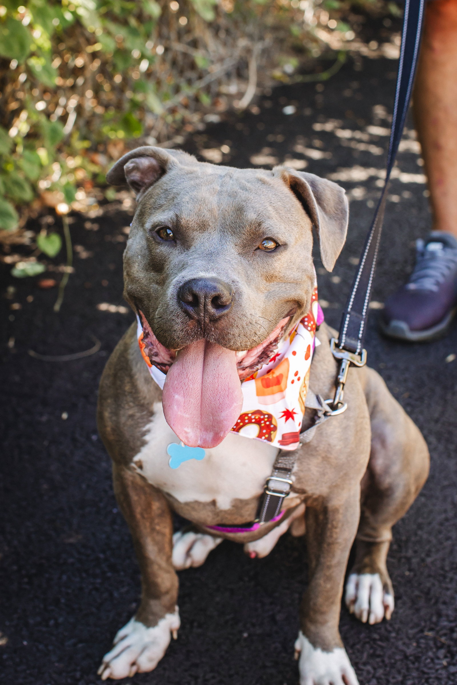Adopt a Pit Bull in Richmond Virginia - Ring Dog Rescue
