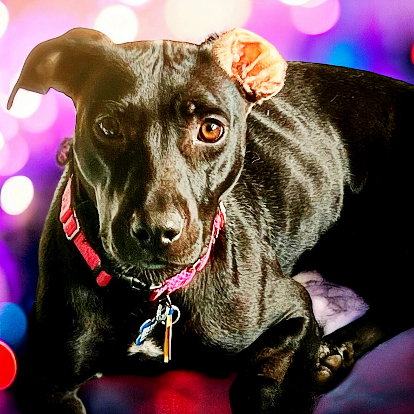 Adopt a Pit Bull in Richmond Virginia - Ring Dog Rescue
