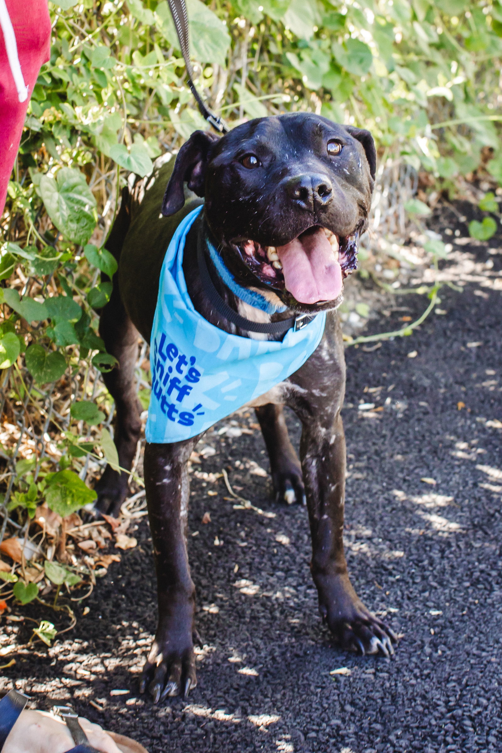 Adopt a Pit Bull in Richmond Virginia - Ring Dog Rescue