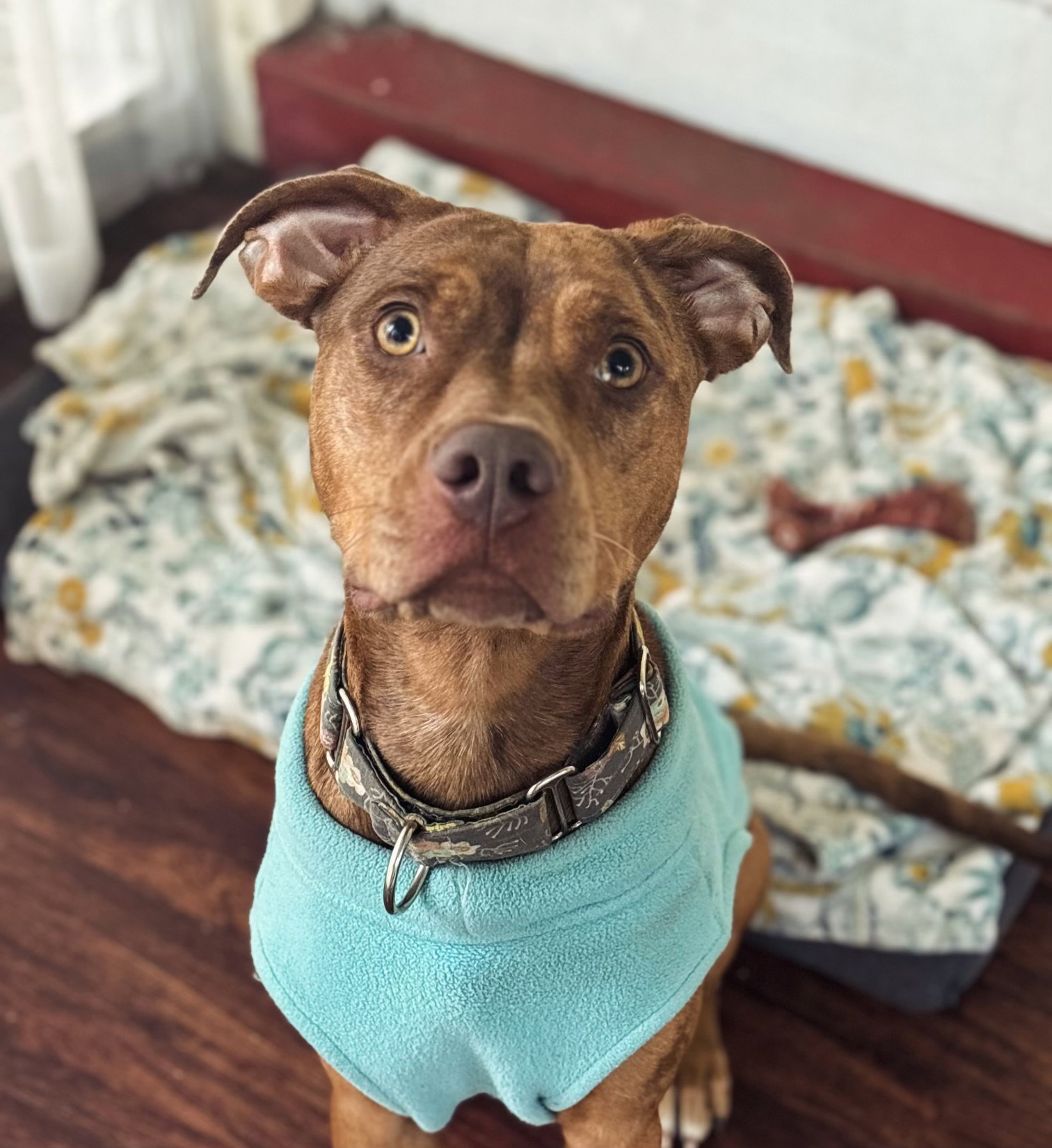 Adopt a Pit Bull in Richmond Virginia - Ring Dog Rescue