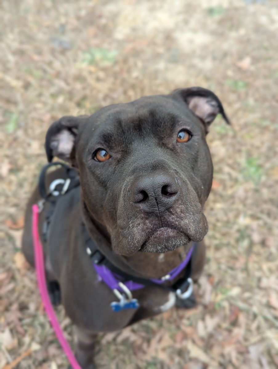 Pit Bull Education - Ring Dog Rescue