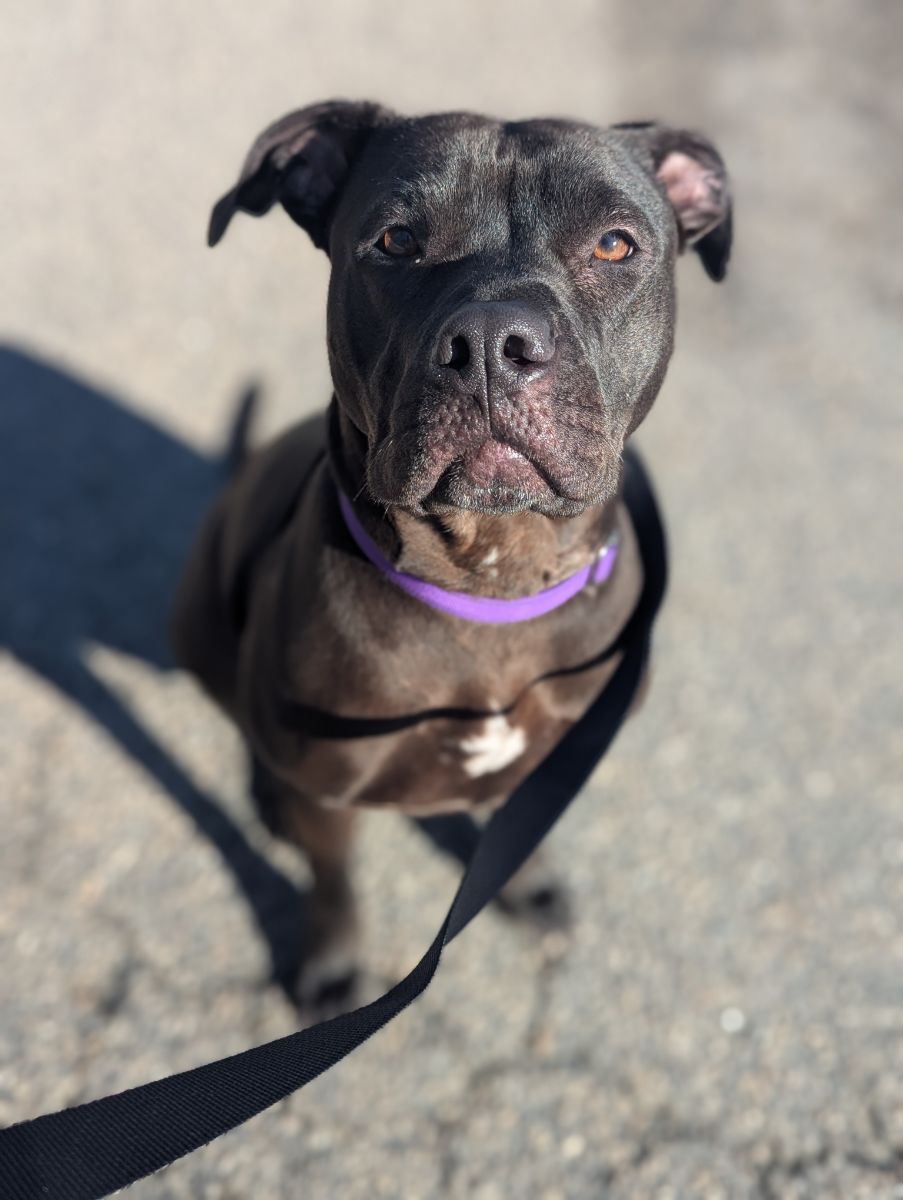 Adopt a Pit Bull in Richmond Virginia - Ring Dog Rescue