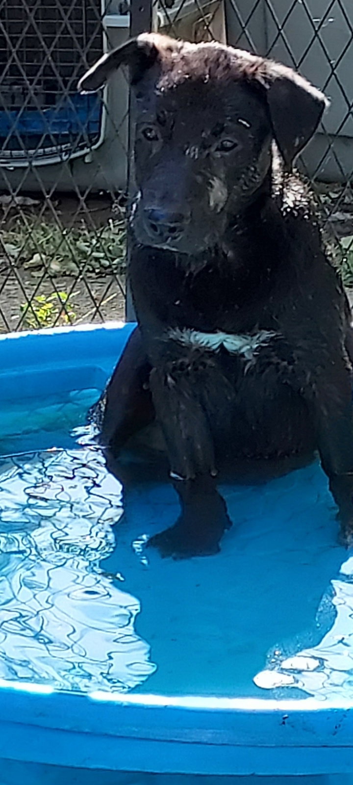 Dog for Adoption - Bear PR Black Lab Puppy, a Black Labrador Retriever ...