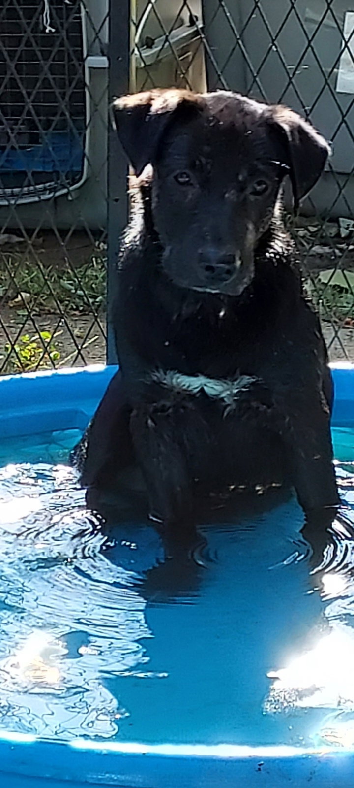 Dog for Adoption - Bear PR Black Lab Puppy, a Black Labrador Retriever ...