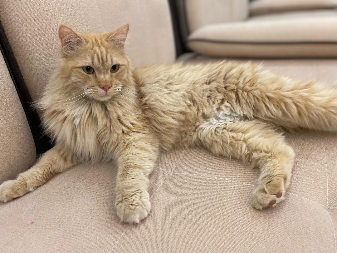 Cats for Adoption in Kew Gardens Hills, New York | Alpha Paw