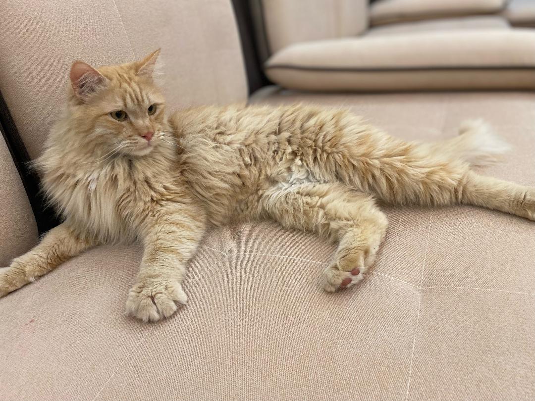 Cats for Adoption in Kew Gardens Hills, New York | Alpha Paw