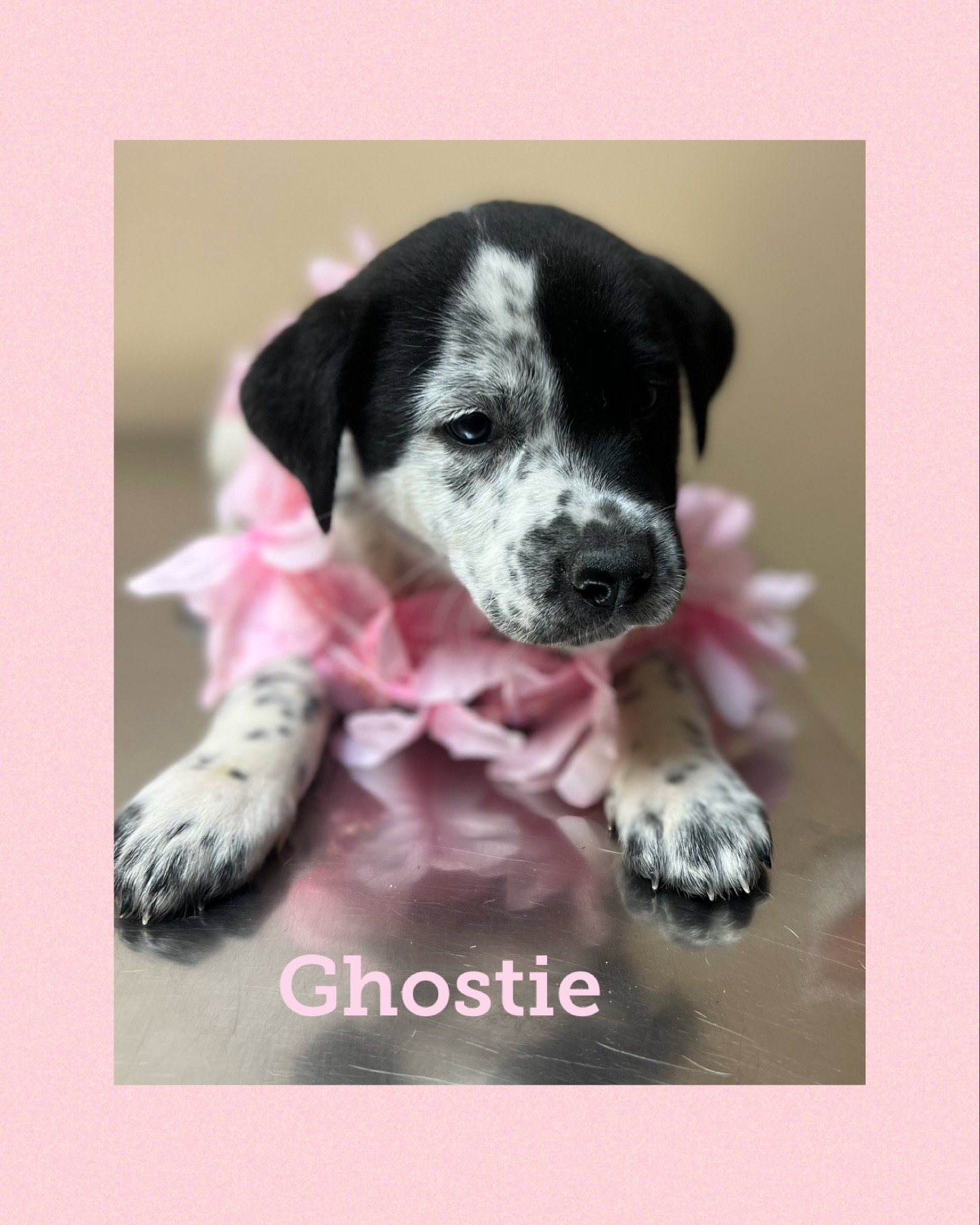 Dog for Adoption - Ghostie, a Spaniel in North Babylon, NY | Alpha Paw
