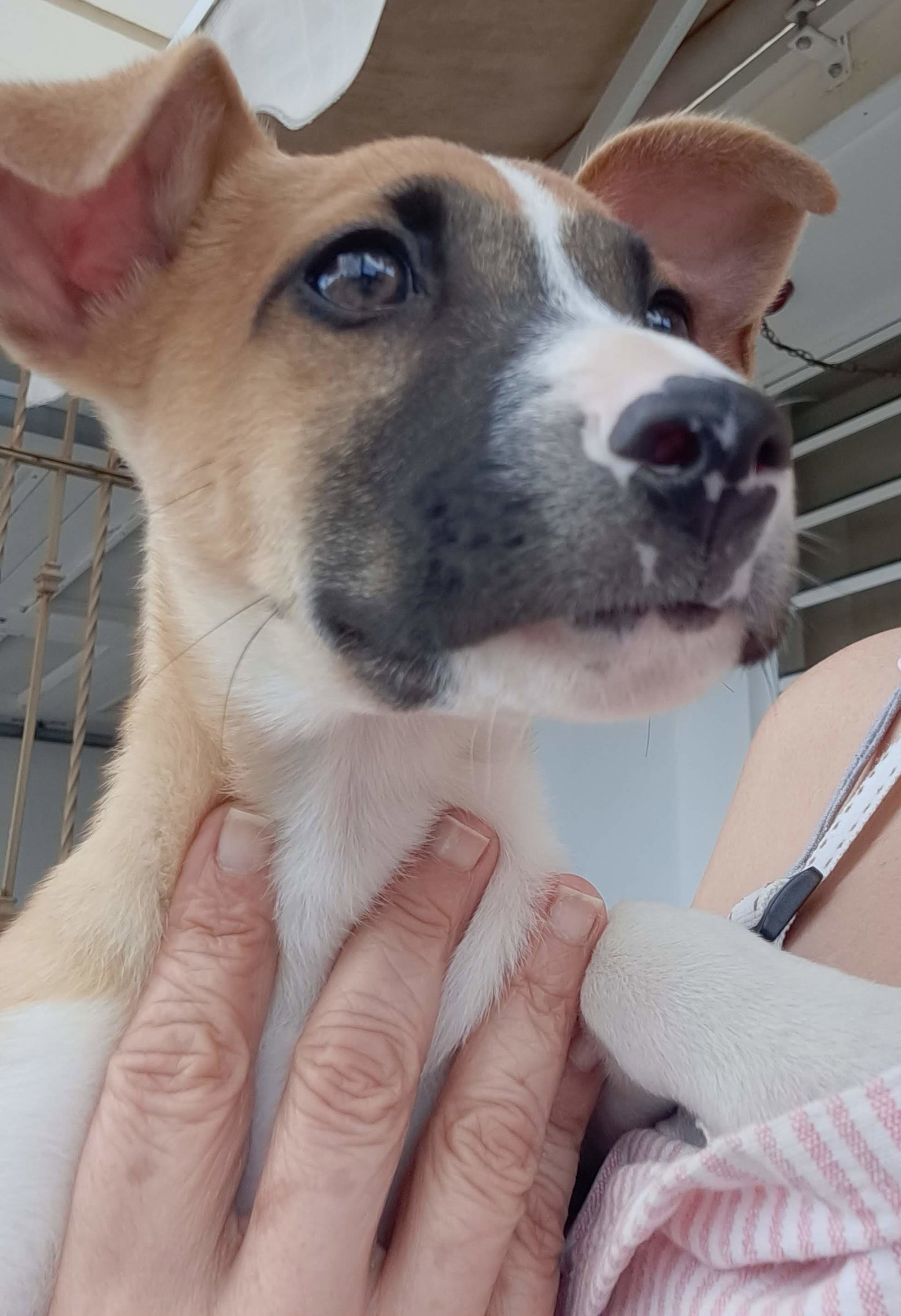 Dog For Adoption Ray PR Sato Shep A Shepherd In Carteret NJ Alpha Paw Dog For Adoption Ray PR Sato Shep A Shepherd In Carteret NJ Alpha Paw