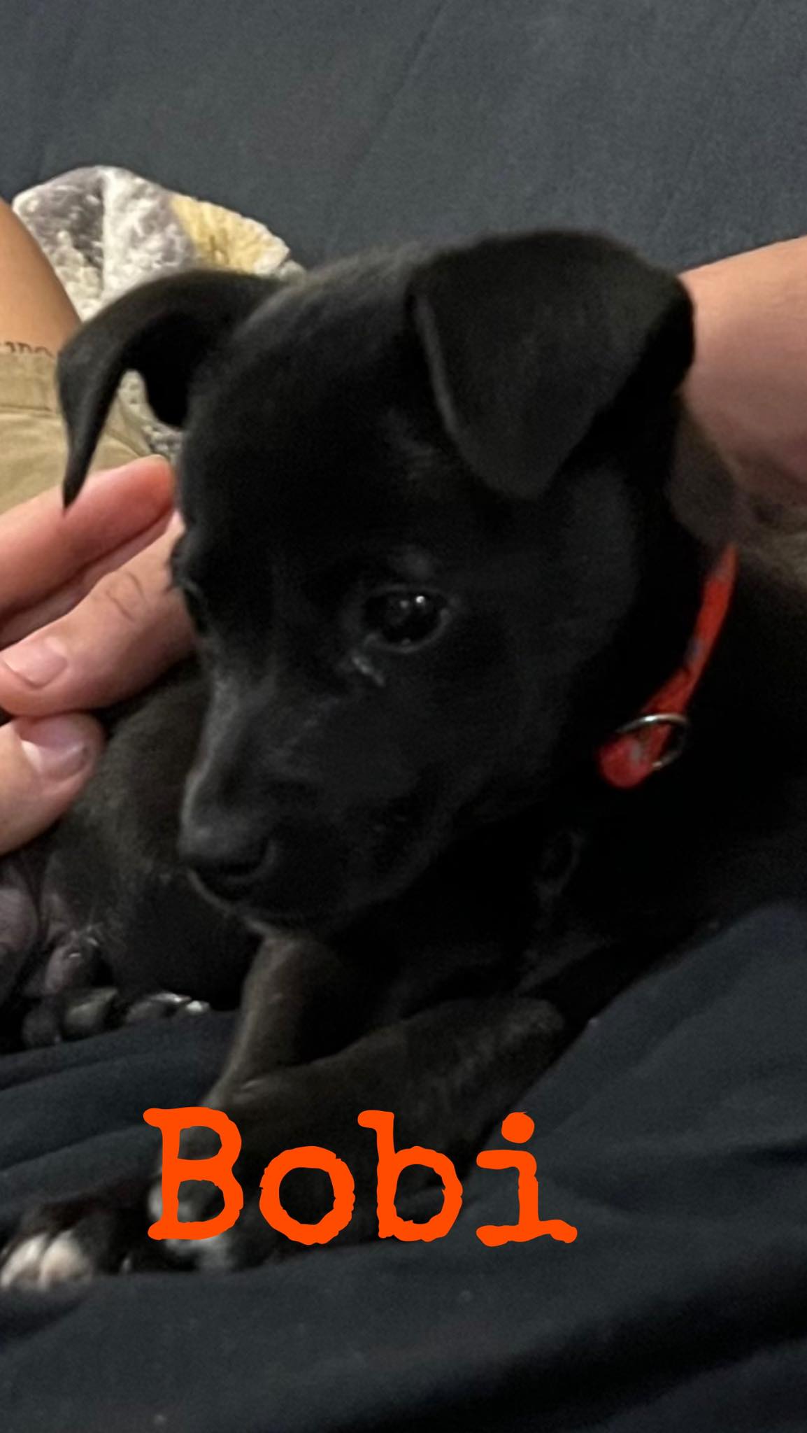 Dog for Adoption - Bobi PR Mini Lab, a Black Labrador Retriever in Malverne, NY | Alpha Paw