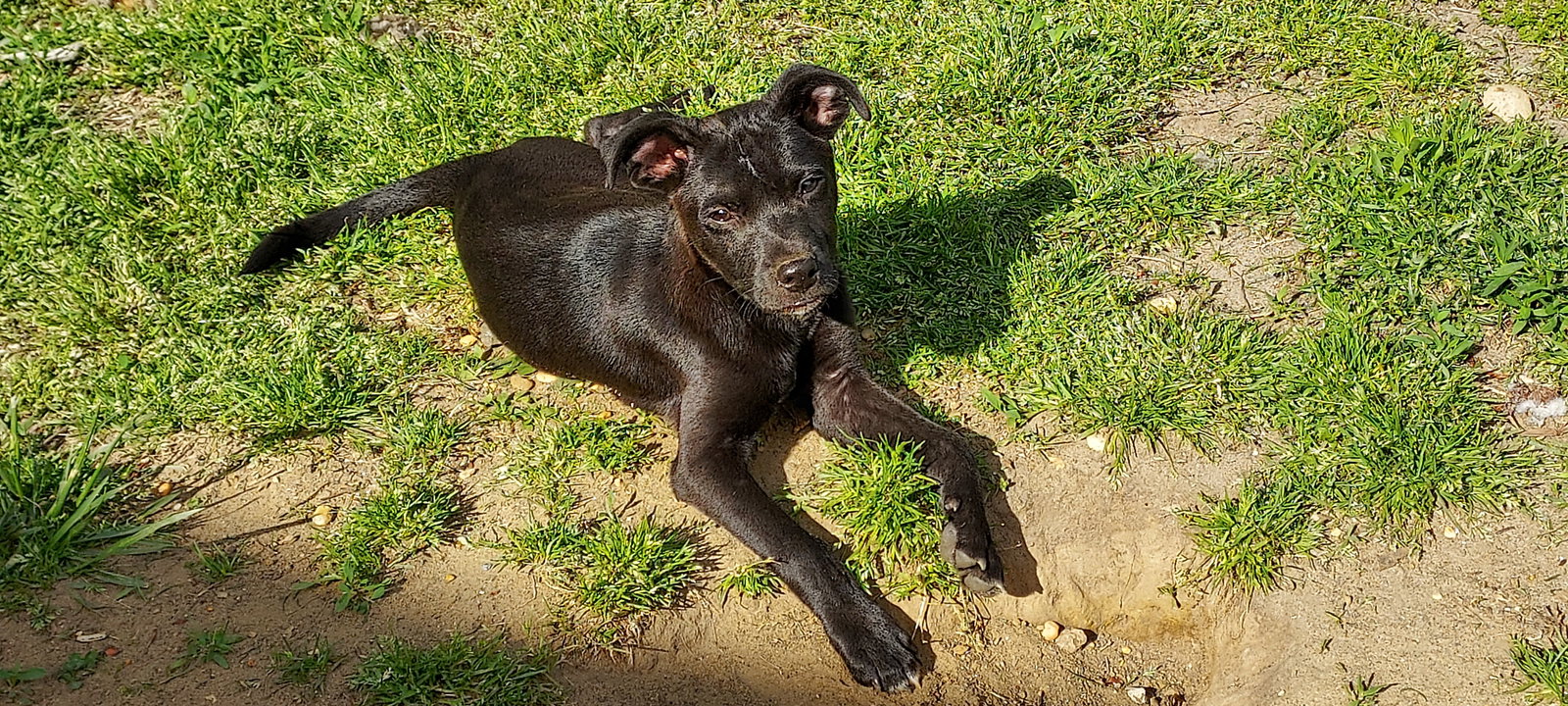 Dog for Adoption - Bobi PR Mini Lab, a Black Labrador Retriever in ...