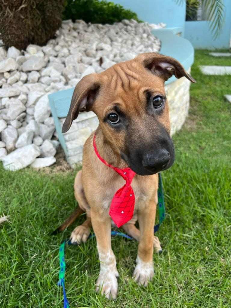 Dog for Adoption - Rocky PR Satox, a Shepherd in New York County, NY ...