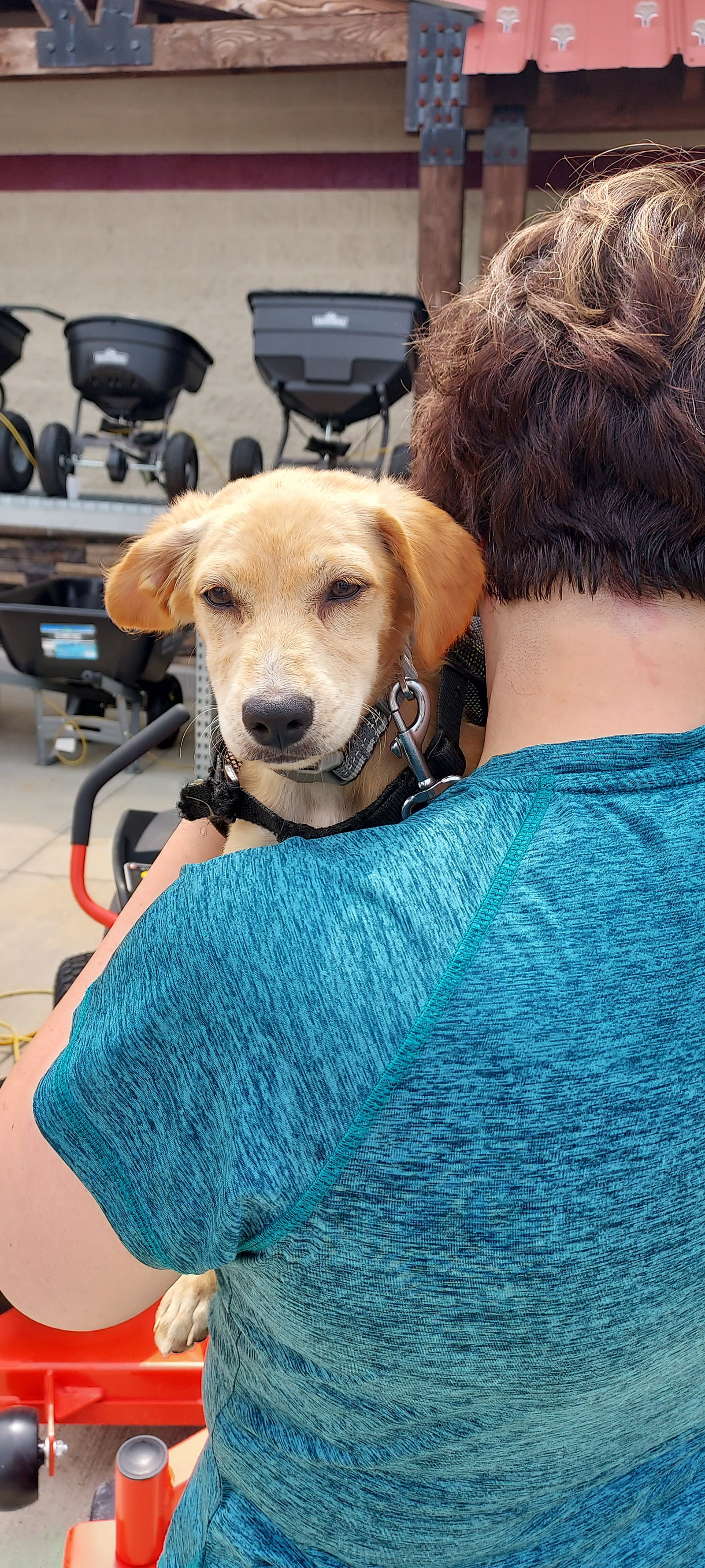 Dog for Adoption - Hildi PR Labx, a Labrador Retriever in Eatons Neck ...