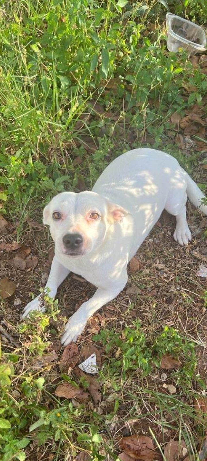 Dog for Adoption - Yesita, a Jack Russell Terrier (Parson Russell ...