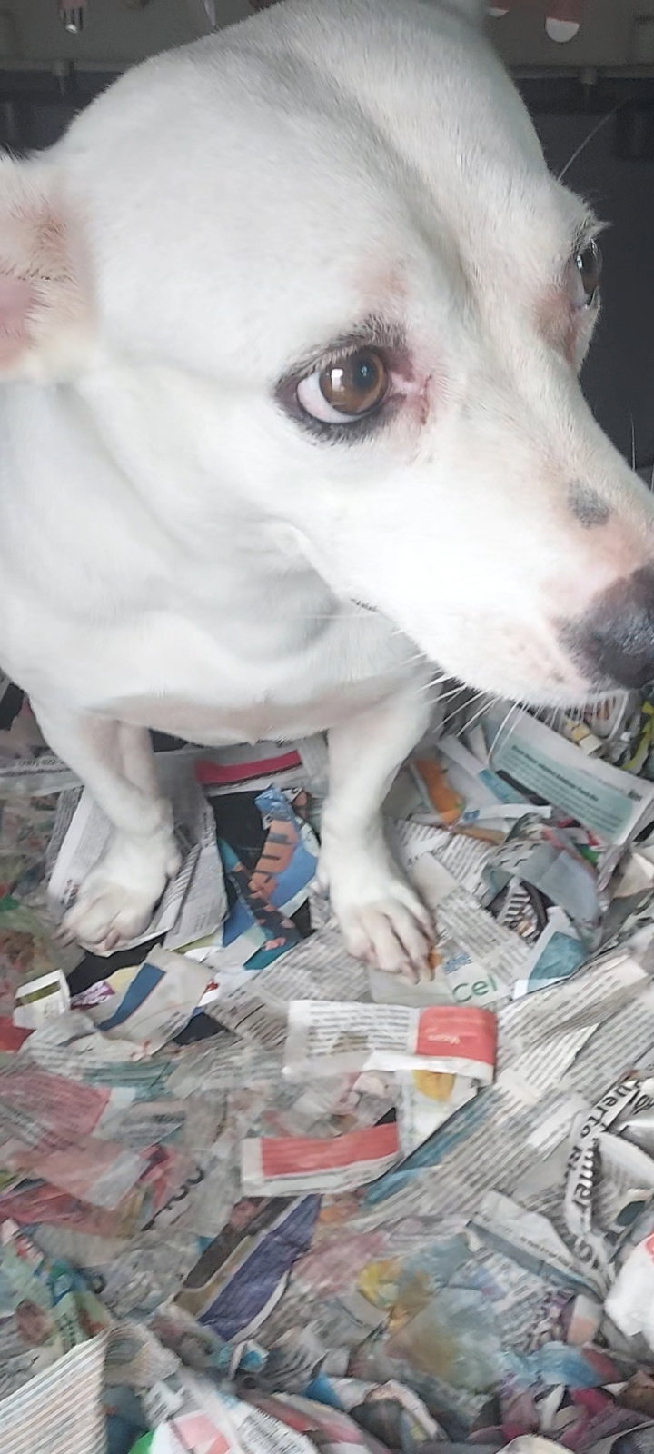 Dog for Adoption - Yesita, a Jack Russell Terrier (Parson Russell ...