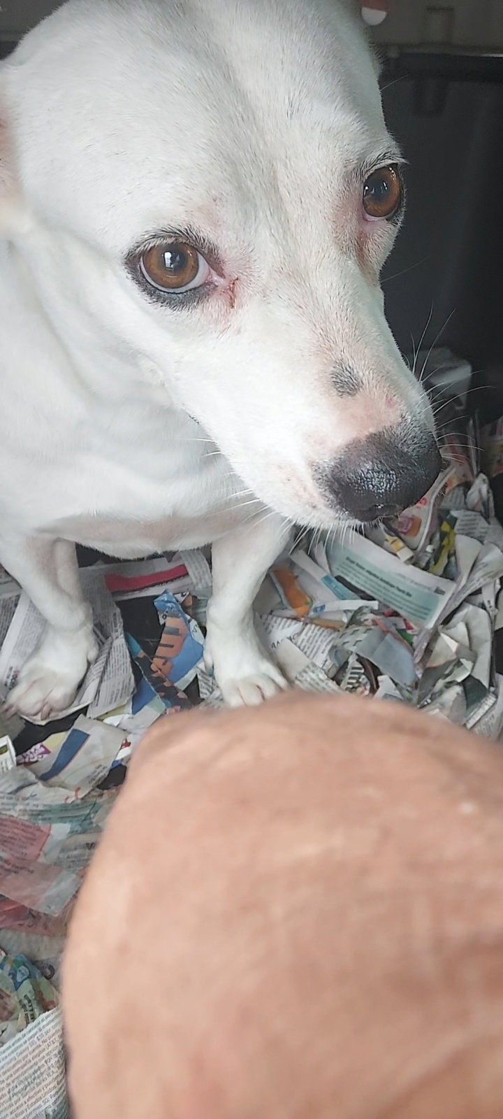 Dog for Adoption - Yesita, a Jack Russell Terrier (Parson Russell ...