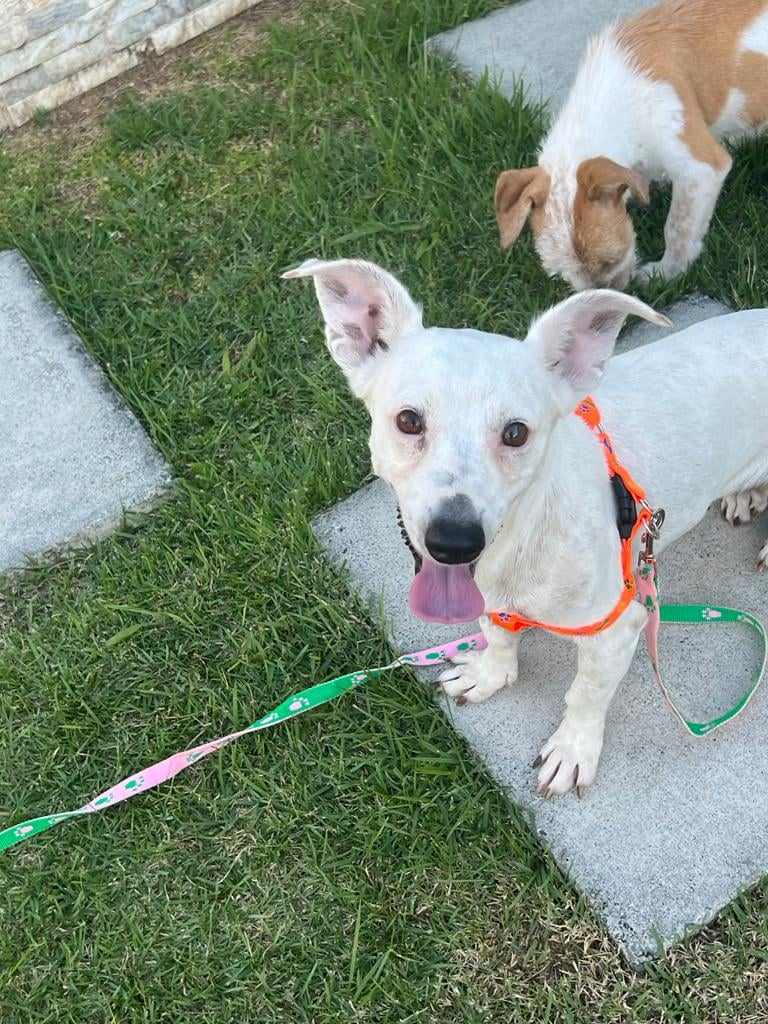 Dog for Adoption - Yesita, a Jack Russell Terrier (Parson Russell ...