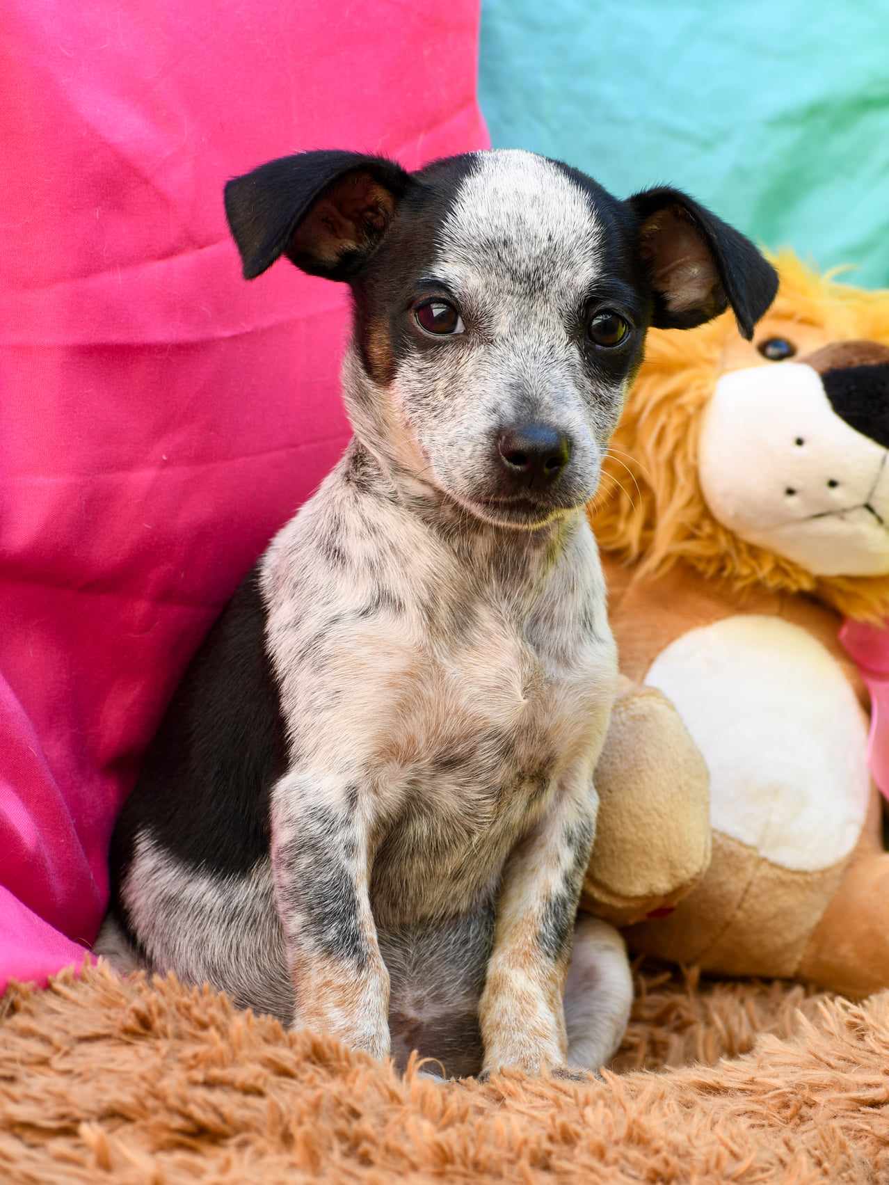 Dog for Adoption - Estelle, a Chihuahua in Glen Oaks, NY | Alpha Paw