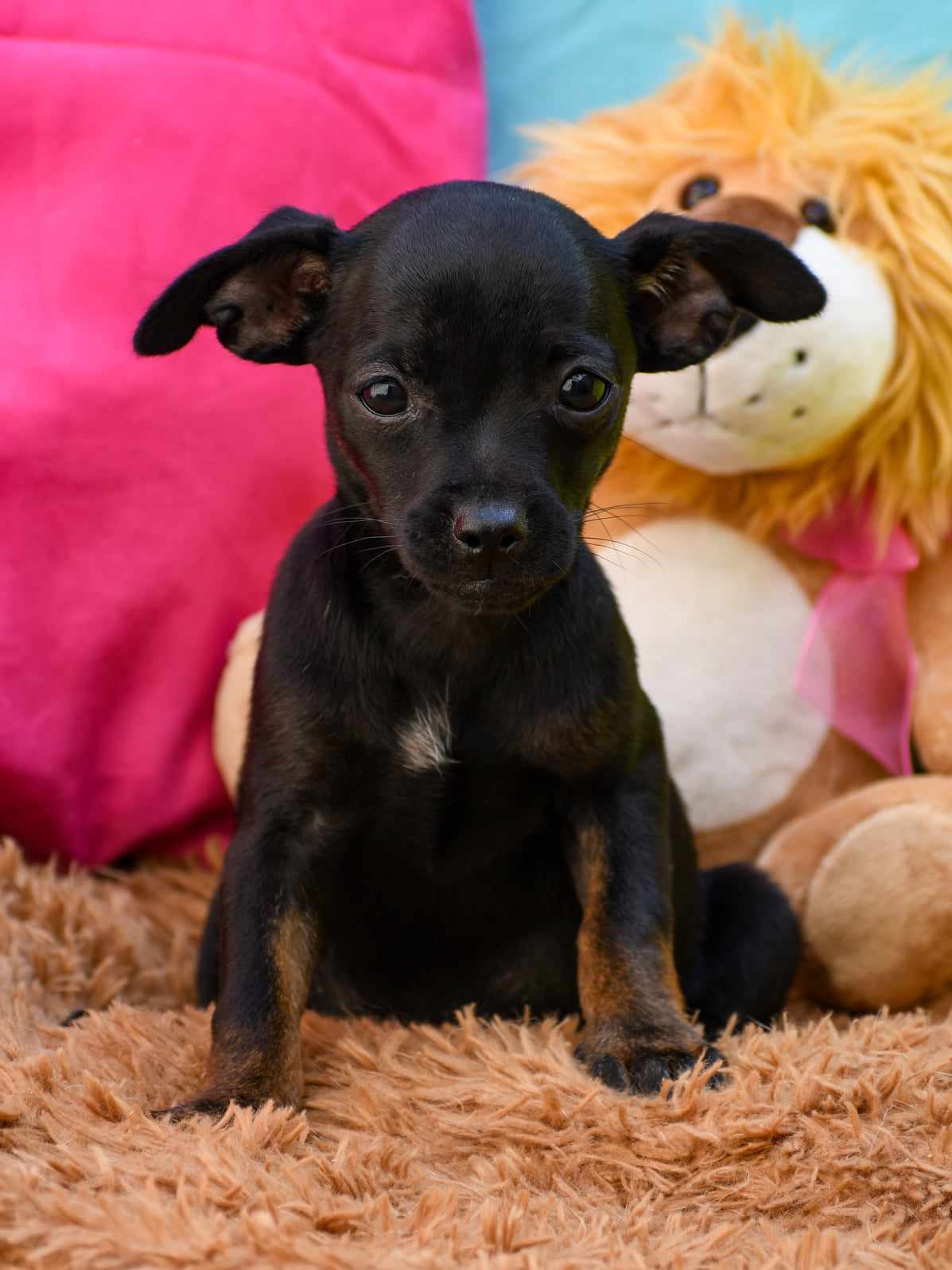Dog for Adoption - Celeste, a Chihuahua in Graniteville, NY | Alpha Paw