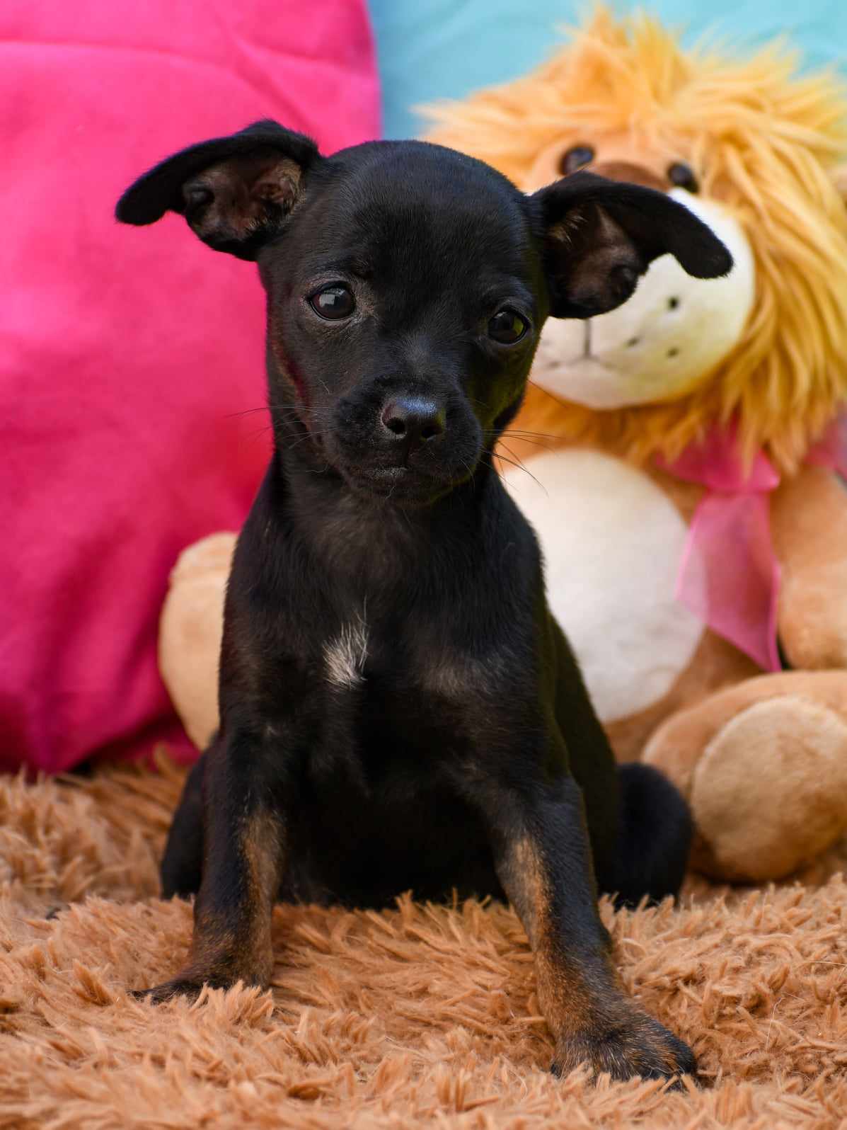 Dog for Adoption - Celeste, a Chihuahua in Graniteville, NY | Alpha Paw