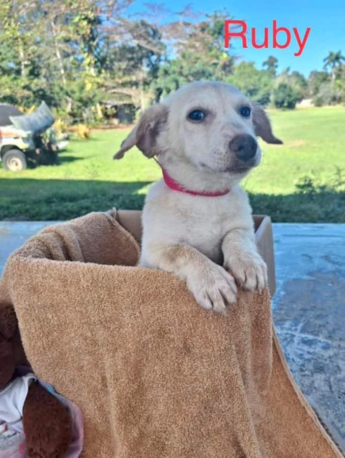 Dog for Adoption - Ruby, a Retriever in Leonia, NJ | Alpha Paw
