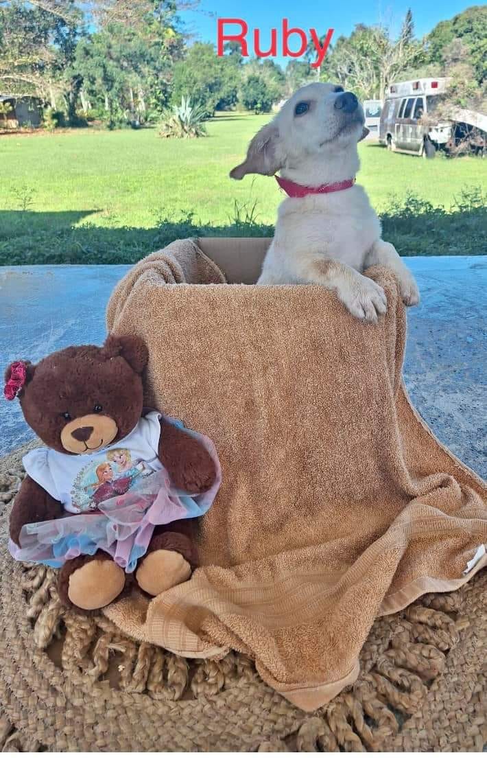 Dog for Adoption - Ruby, a Retriever in Leonia, NJ | Alpha Paw