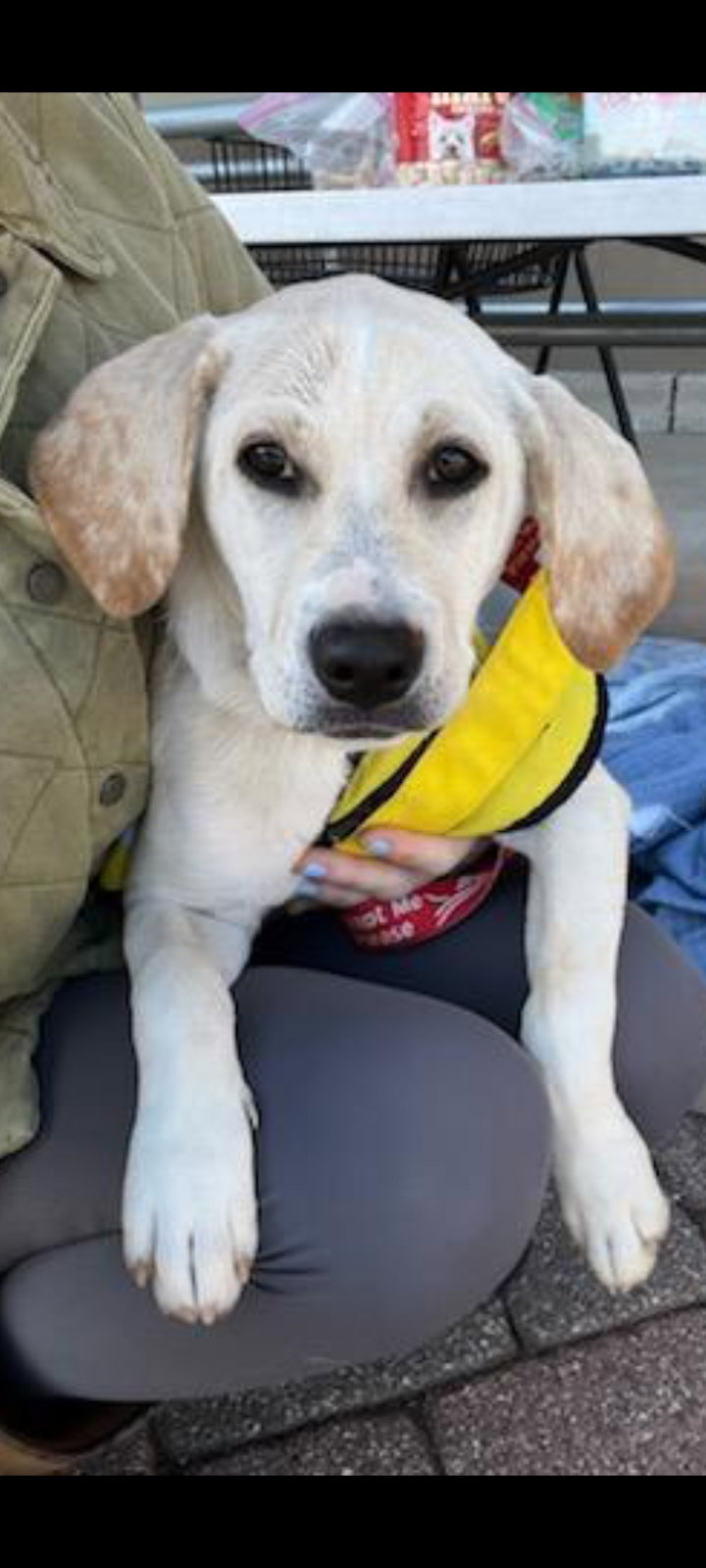 Dog for Adoption - Winter, a Labrador Retriever in Florham Park, NJ ...