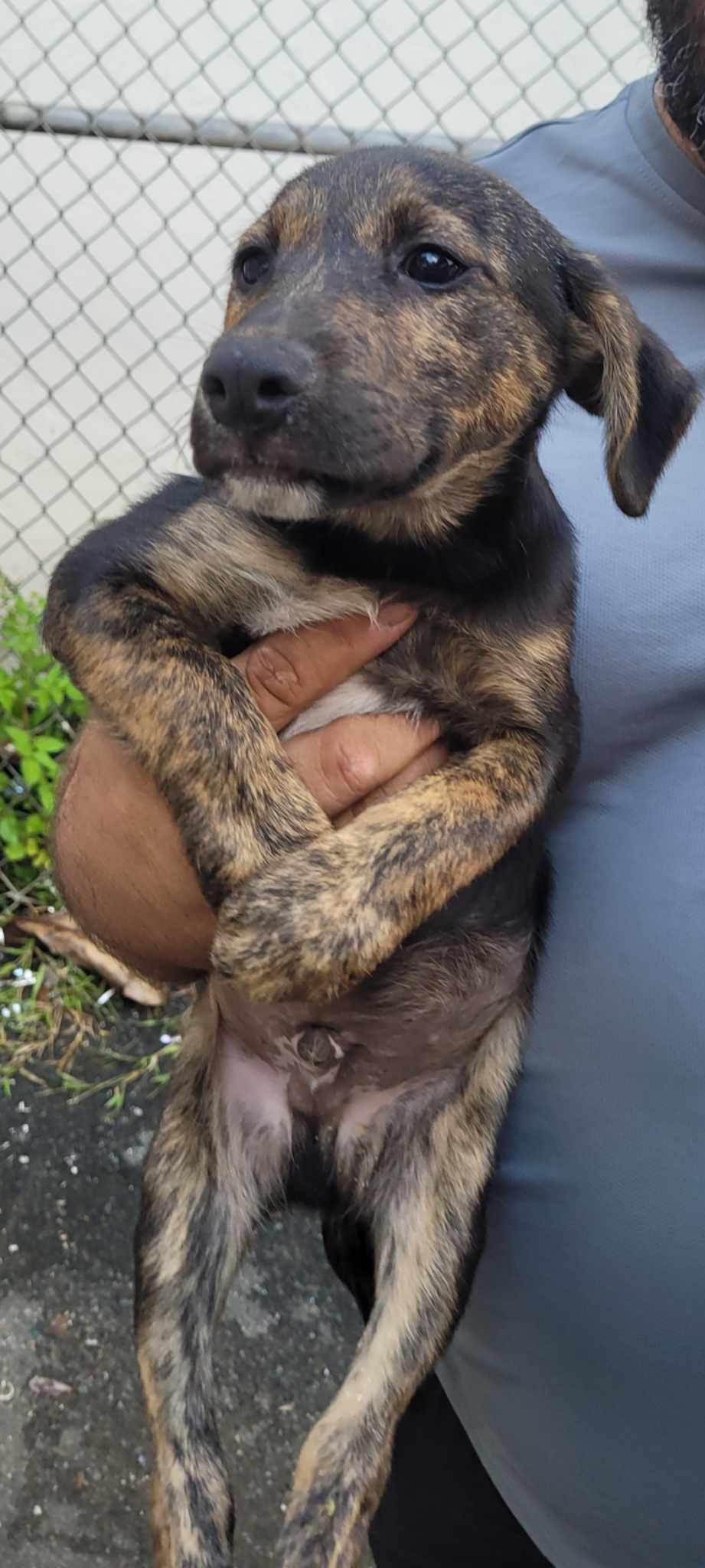 Dog for Adoption - Braze, a Plott Hound in Goshen, NY | Alpha Paw