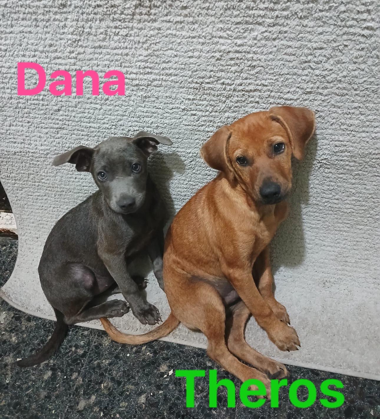 Dog for Adoption - Dana, a Labrador Retriever in Larchmont, NY | Alpha Paw
