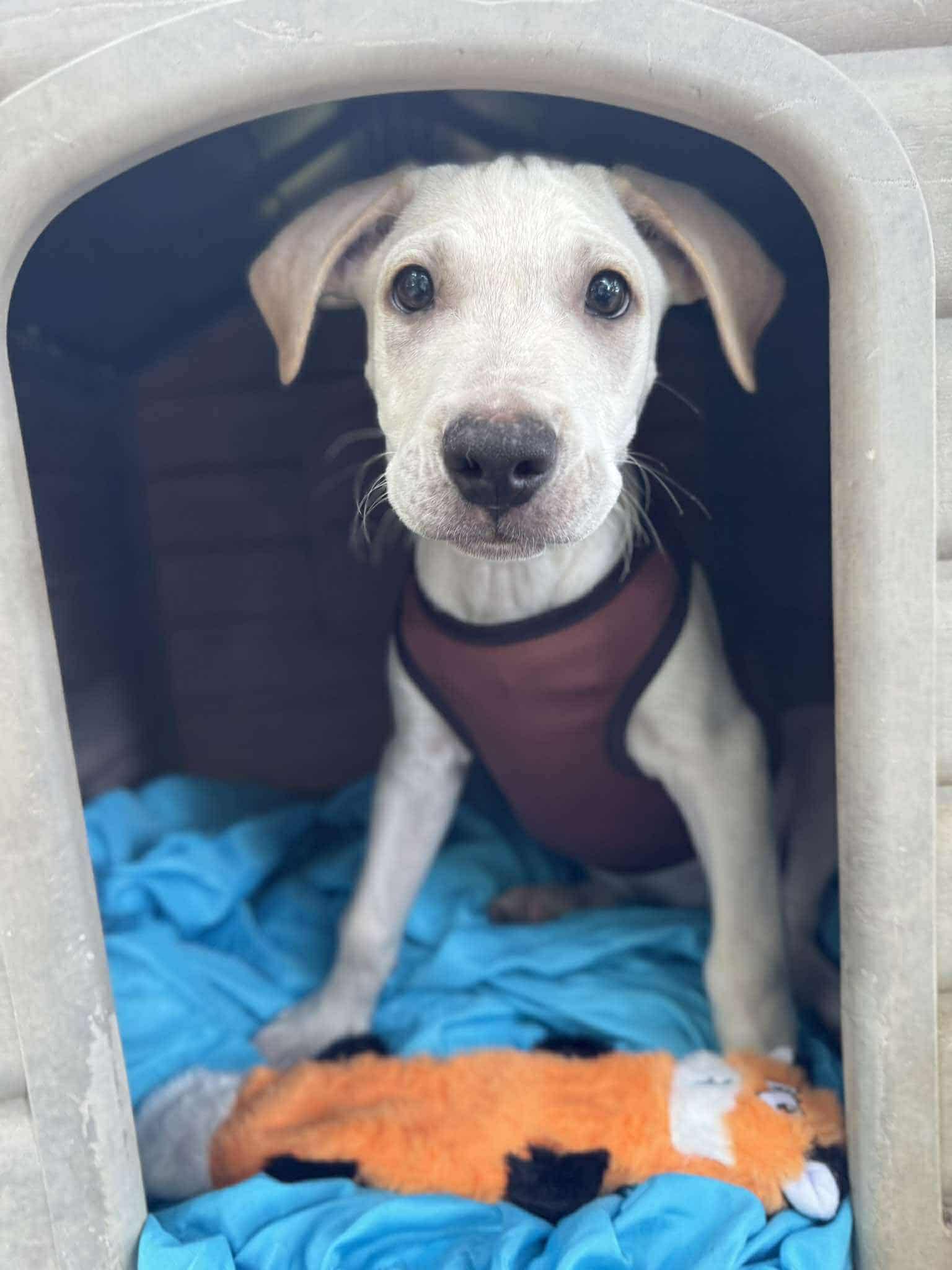 Dog for Adoption - Robert, a Labrador Retriever in Bay Shore, NY ...