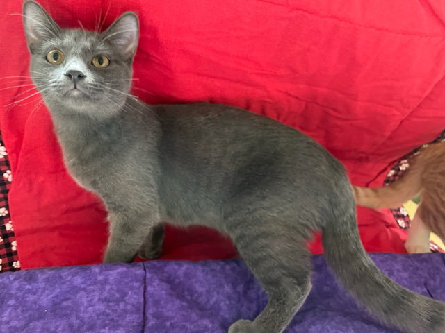 Cats for Adoption in Toro Canyon, California | Alpha Paw