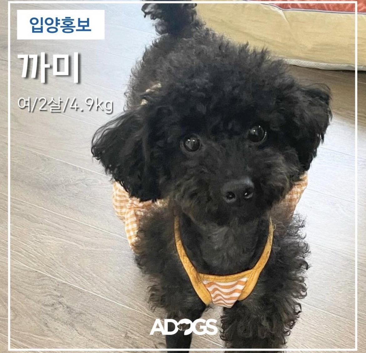 Dog for Adoption - KAMI, a Poodle (Miniature) in Arcadia, CA | Alpha Paw