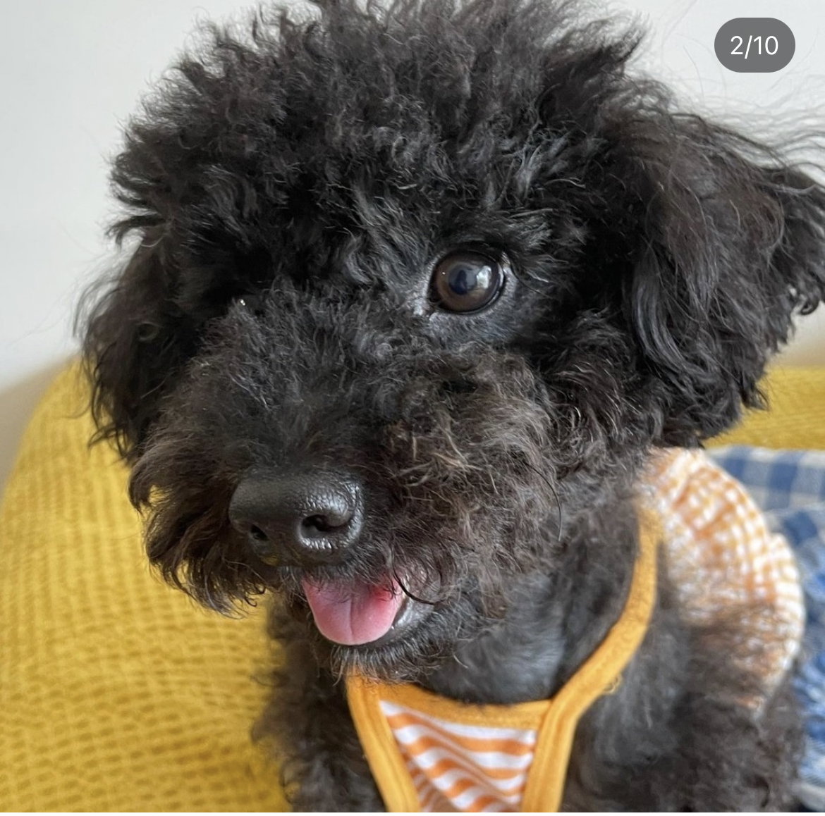 Dog for Adoption - KAMI, a Poodle (Miniature) in Arcadia, CA | Alpha Paw