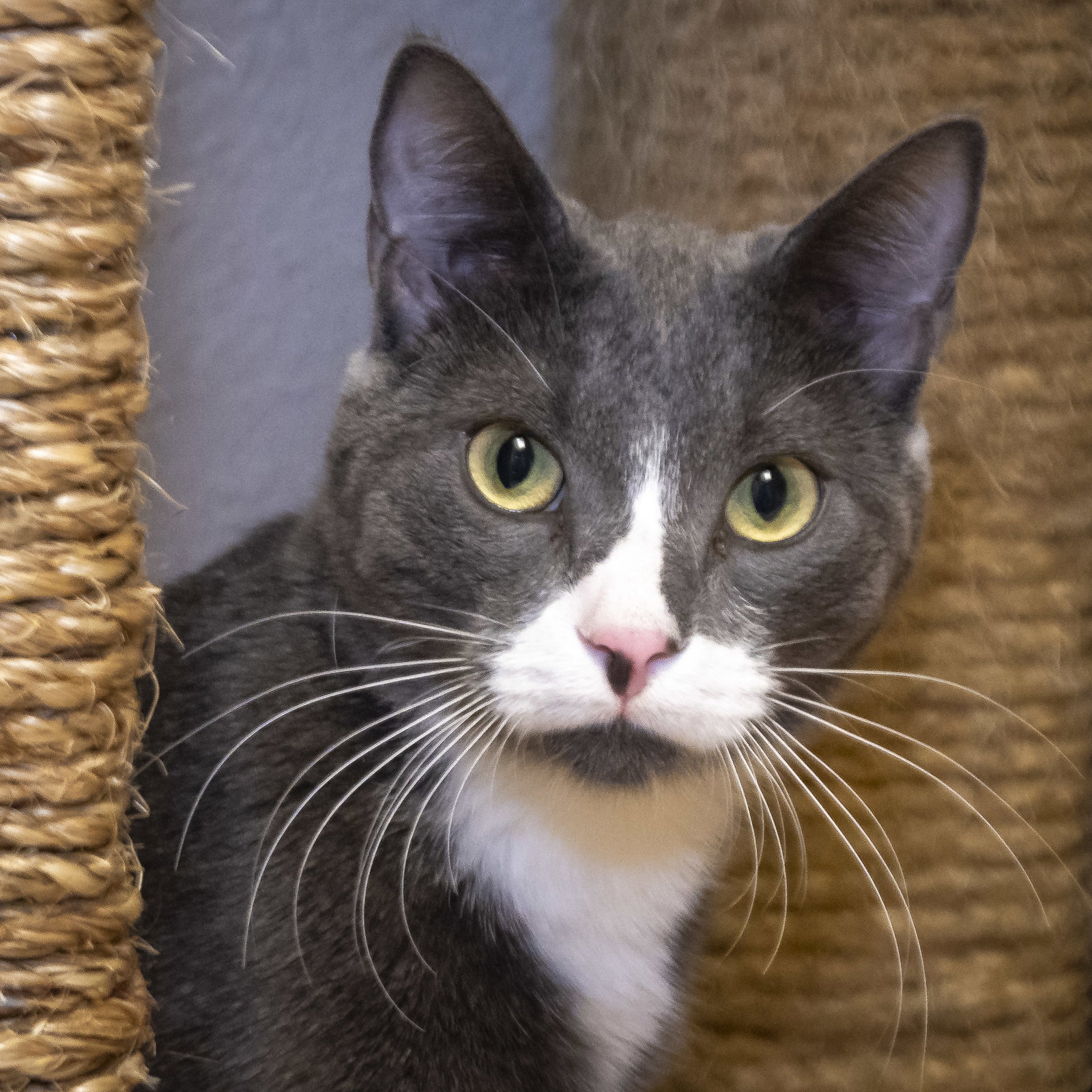 Cat adoption in Tulsa, OK 74145: Tabby (short coat) Cat "Sundance"
