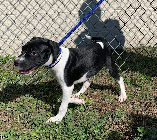 Dog for Adoption - Darla, a Hound in Staten Island, NY | Alpha Paw